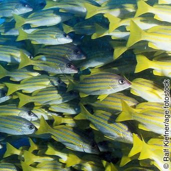 Fish Schooling | Was It Designed?