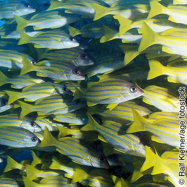 Los bancos de peces | ¿Casualidad o diseño?