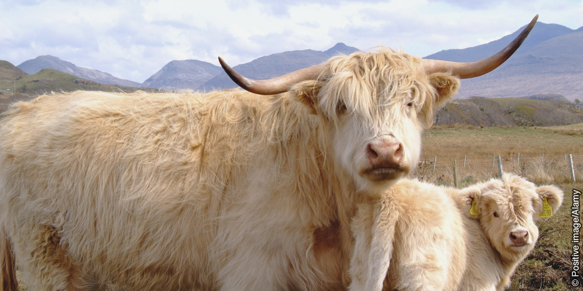 The Cow With Two Woolly Coats
