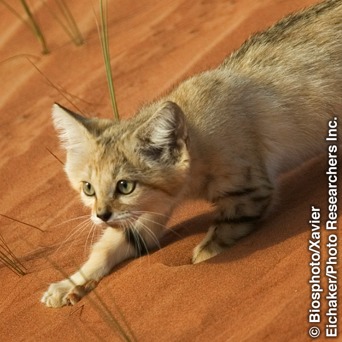 Meet the Elusive Sand Cat