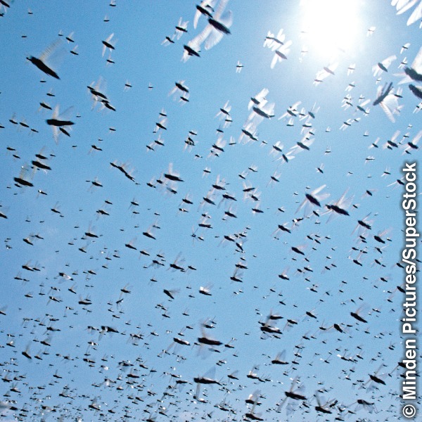 Abahinga bariko bariyumvira ubuhinga bwigana amaso y’inzige bwotuma ...