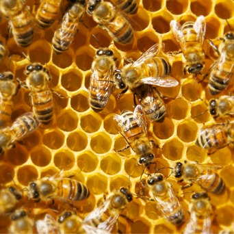 The Honeycomb Structure | Was It Designed?