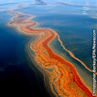 Oil-Eating Bacteria | Was It Designed?