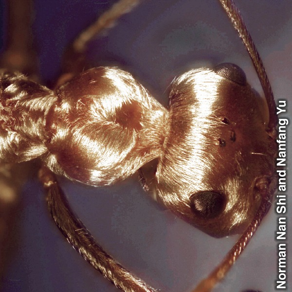 The Saharan Silver Ant | Was It Designed?