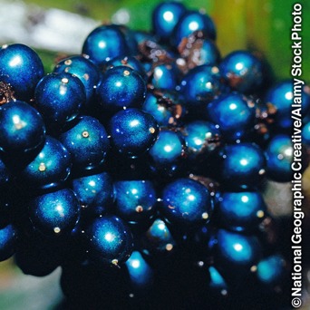 The Brilliant Blue of the Pollia Berry | Was It Designed?