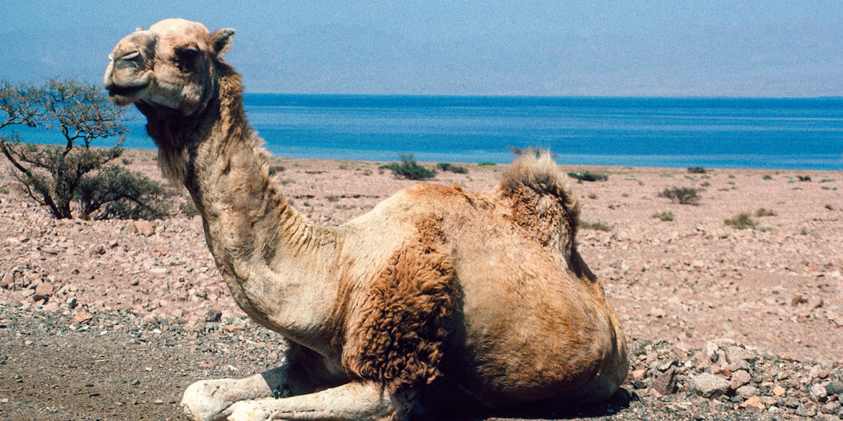 Animals of the Bible