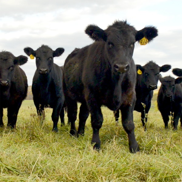 50 Years at Wallkill—Jehovah’s Witnesses | Videos