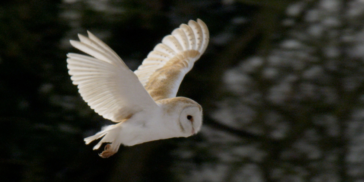 Las alas del búho | ¿Lo diseñó alguien?