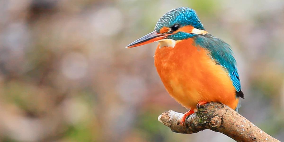 Bird Colors That Never Fade | Was It Designed?