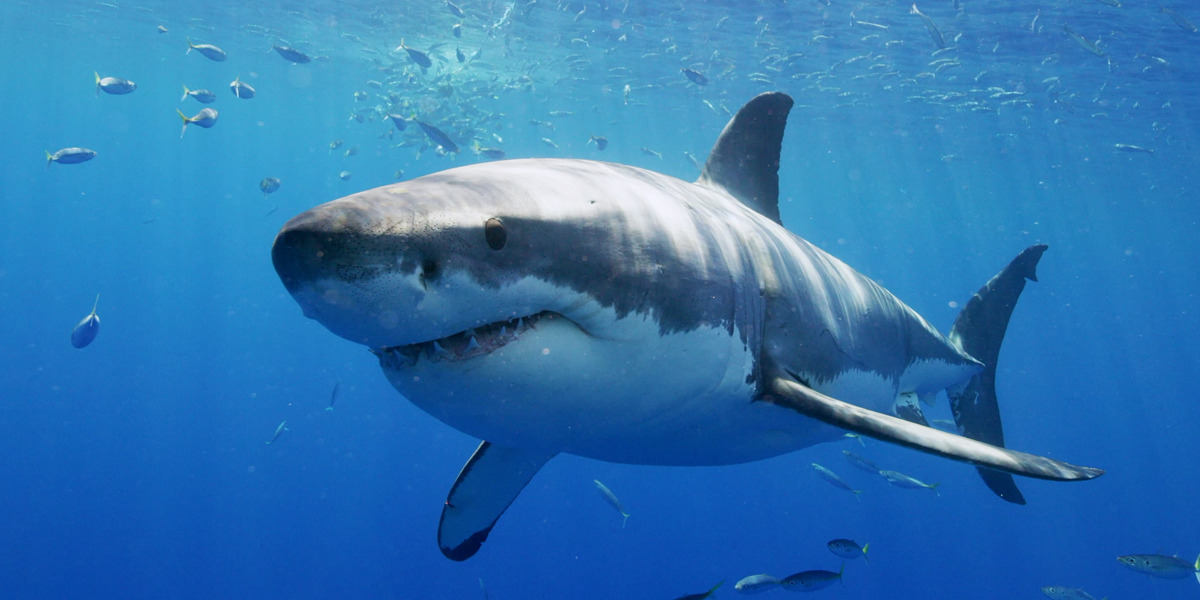 Ang Balat ng Pating | May Nagdisenyo Ba Nito?