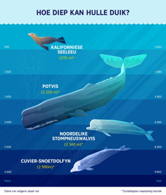 Die duik van die Cuvier-snoetdolfyn