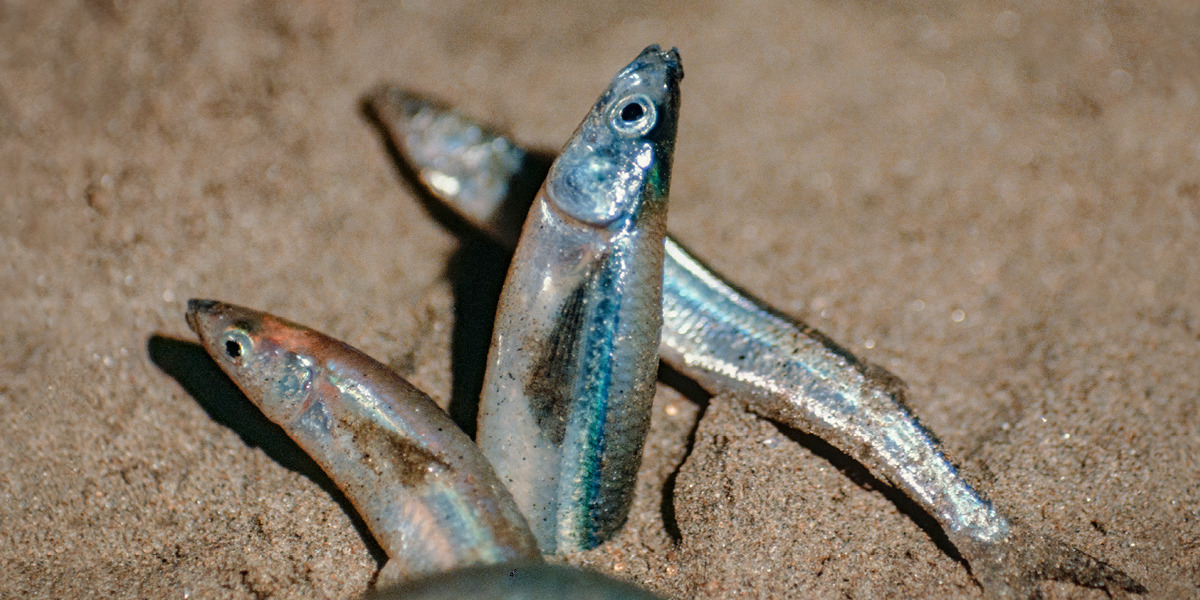 Mo Somba za Grunion Zitayiriya Mazira